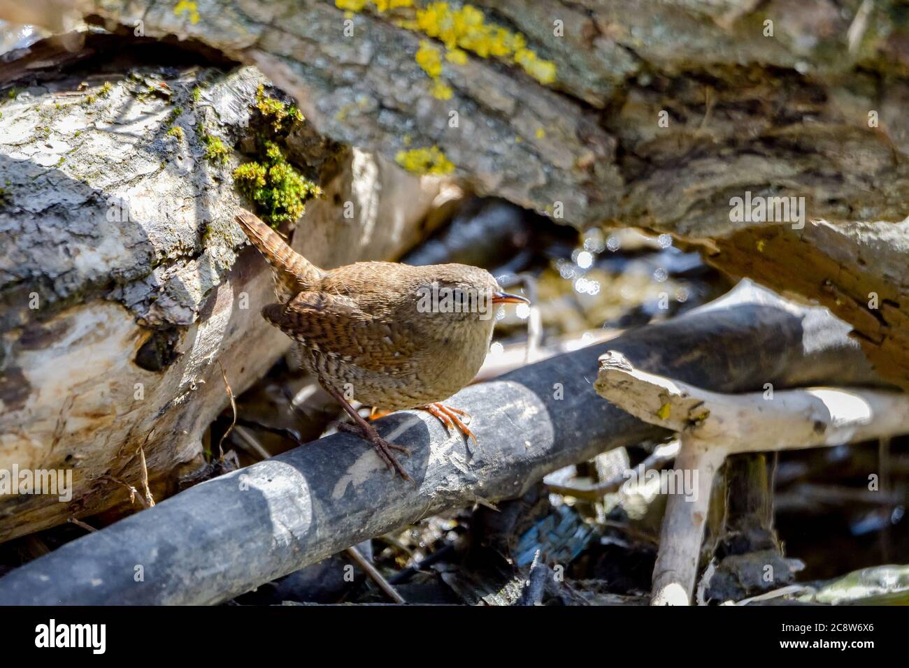 Le Wren eurasien (troglodytes troglodytes) est l'un des plus beaux ...