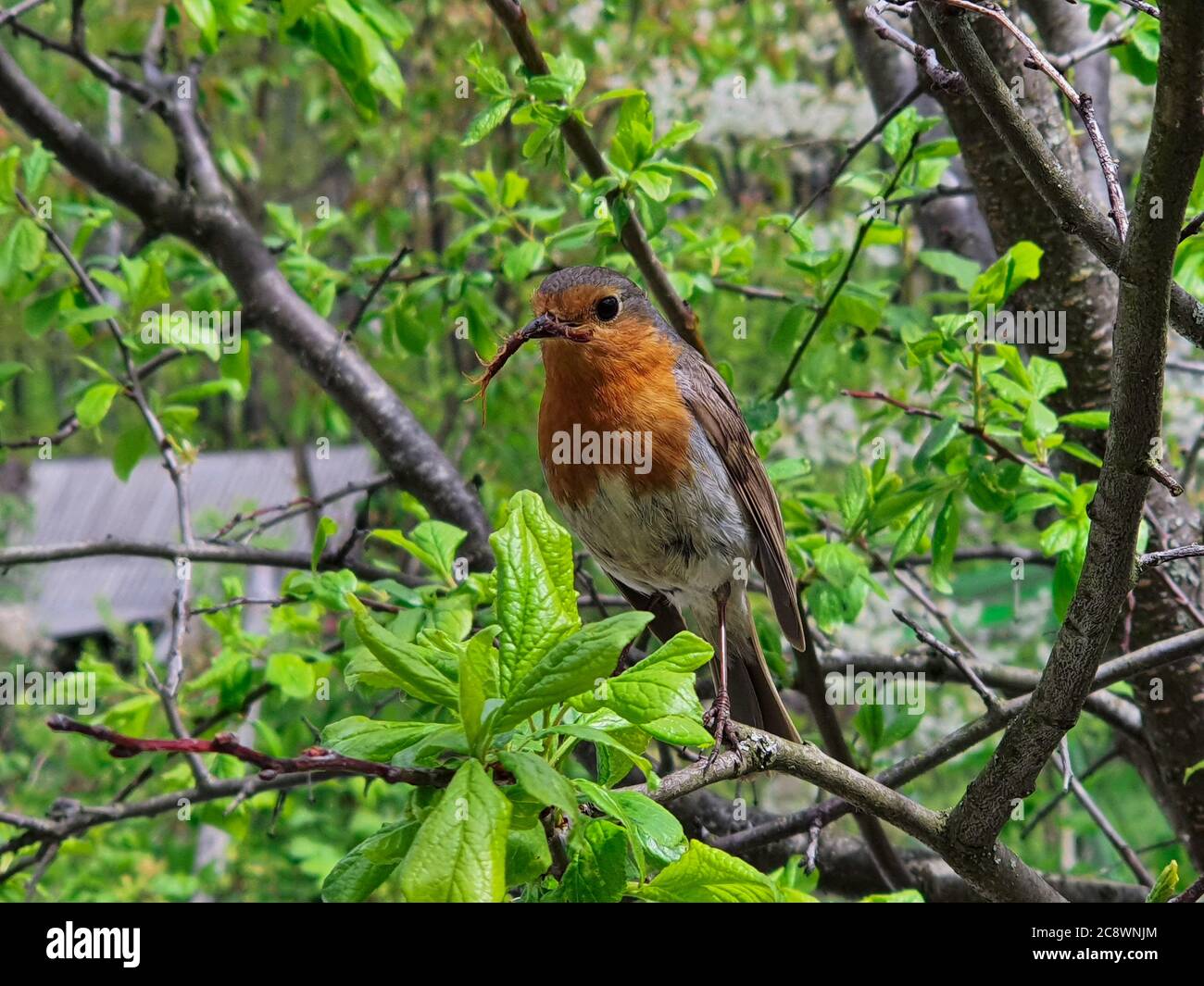 Un petit oiseau est assis sur un arbre avec un insecte dans son bec ...