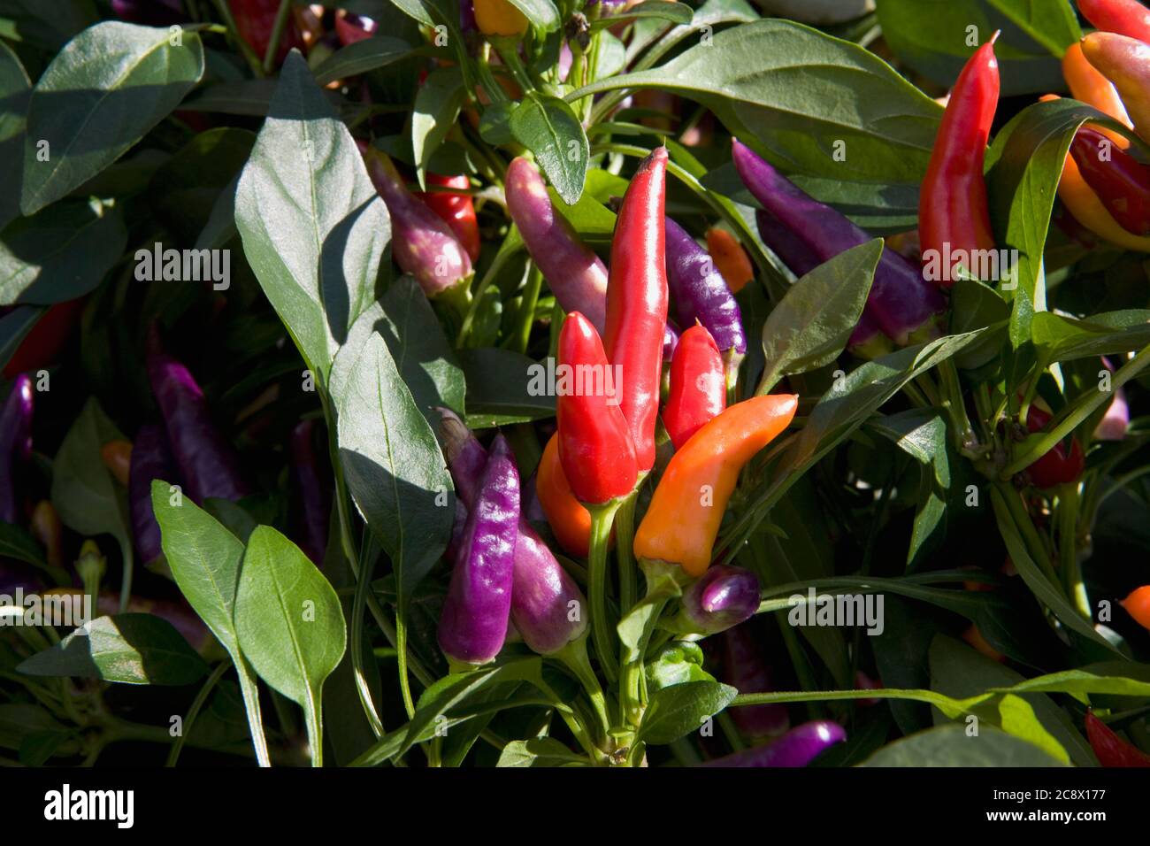 Plantes de piment Banque de photographies et d’images à haute ...