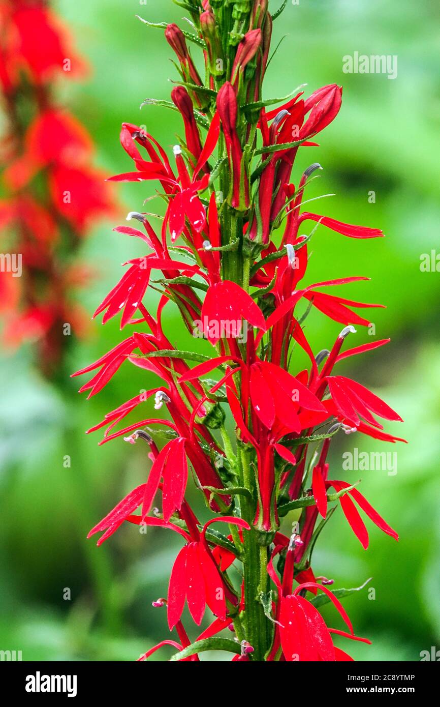 Fleurs cardinales Banque de photographies et d’images à haute ...