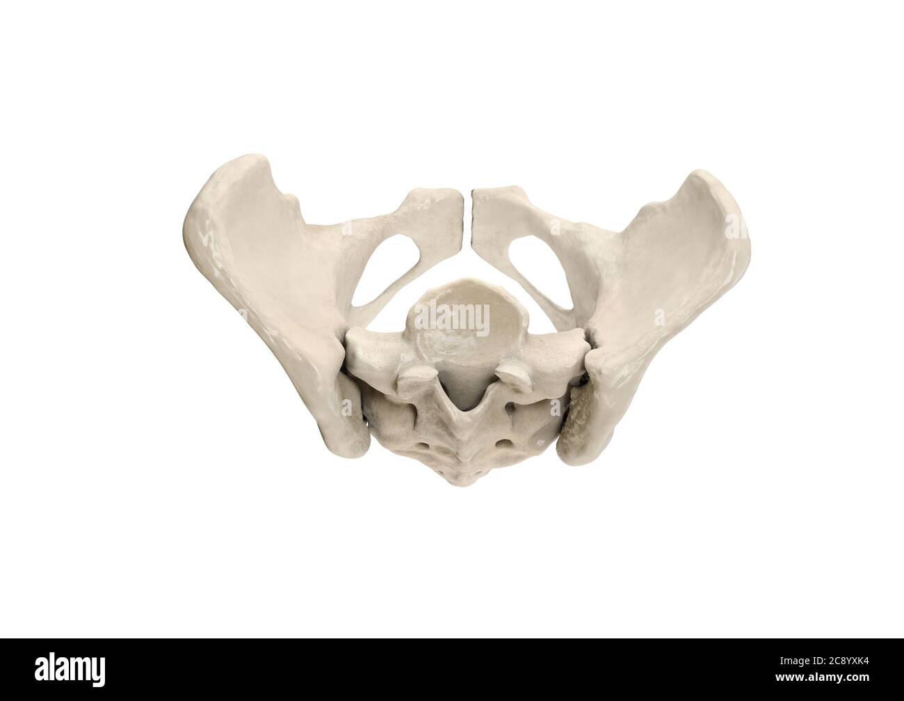 Bassin, squelette humain, anatomie pelvienne féminine de l'os, hanche ...