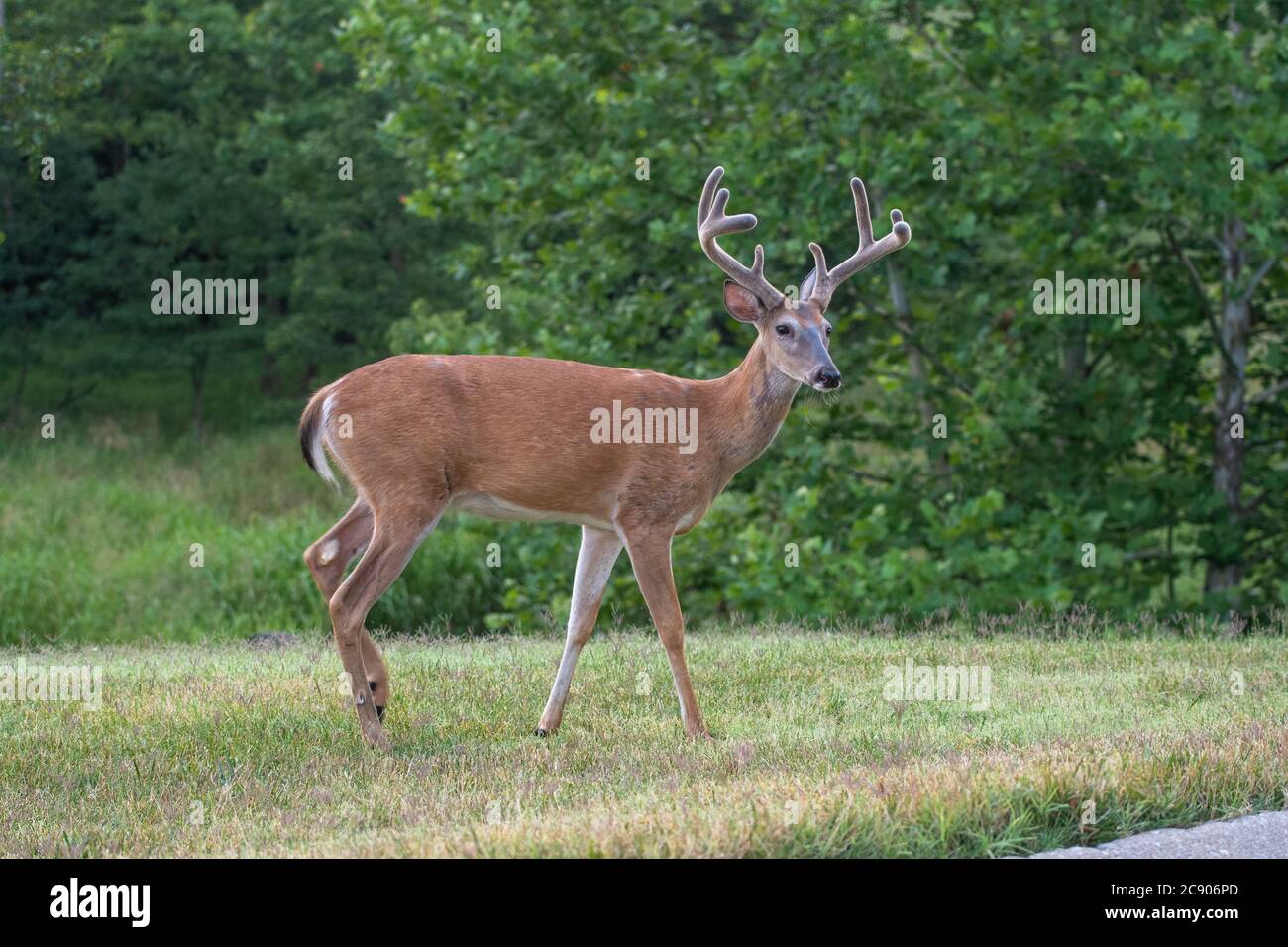 Portrait de gros buck de cerf à queue blanche avec bois de velours dans ...