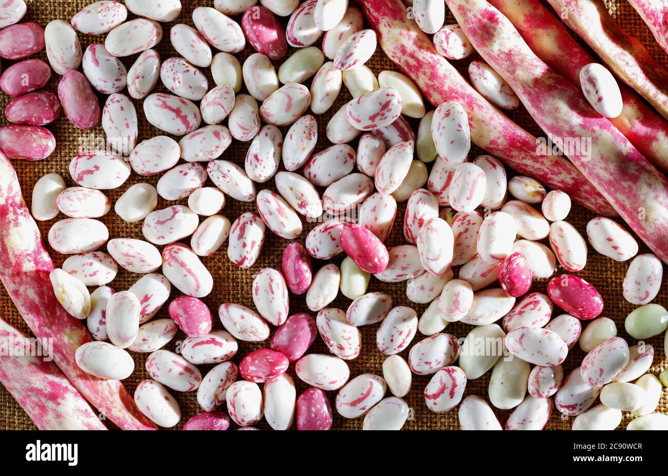 Haricots frais borlotti Banque de photographies et d’images à haute ...