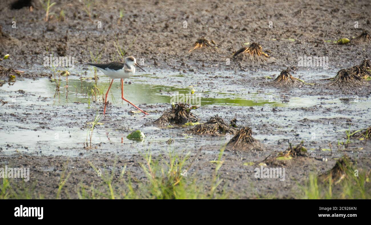 Petit échassier noir et blanc Banque de photographies et d’images à ...