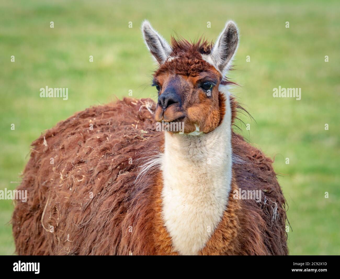 Visage de lama blanc Banque de photographies et d’images à haute ...