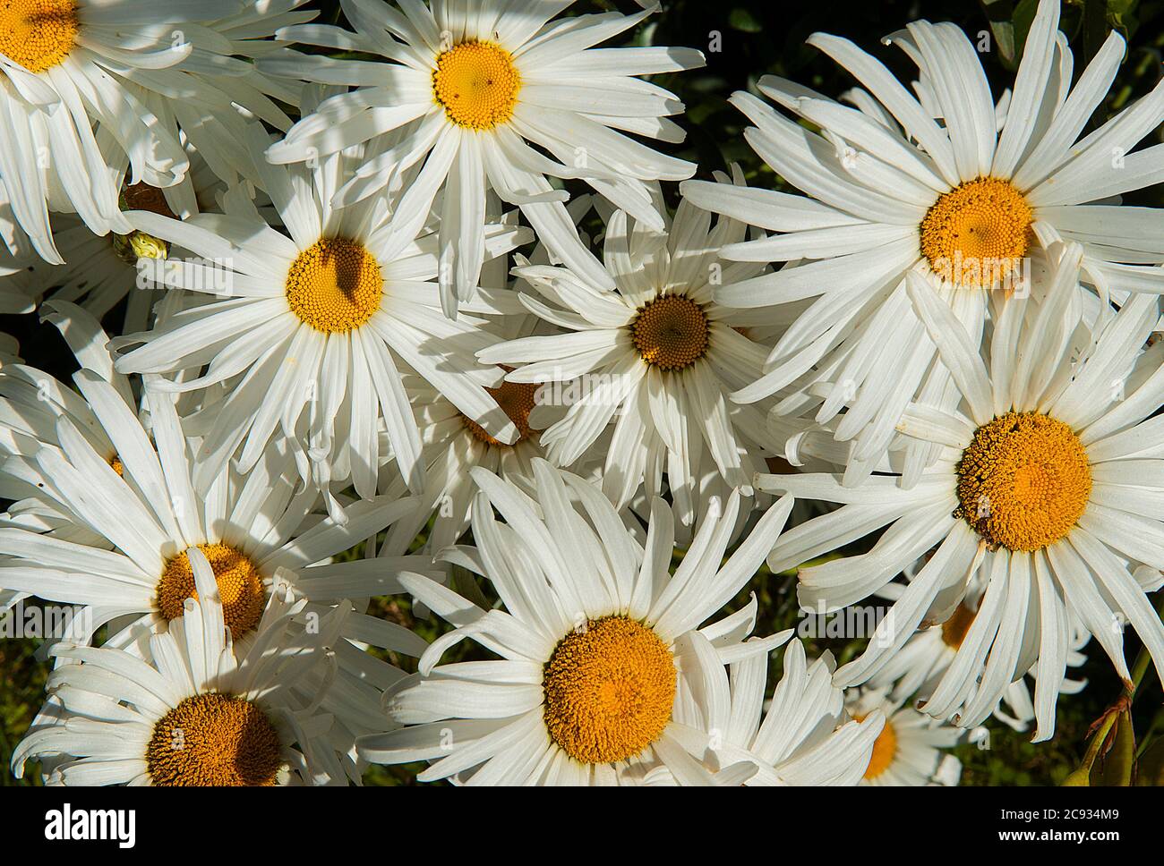 Grosses marguerites jaunes Banque de photographies et d’images à haute ...