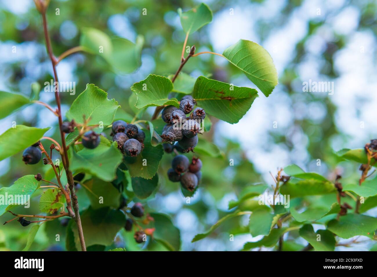 Amélanchier nain Banque de photographies et d’images à haute résolution ...