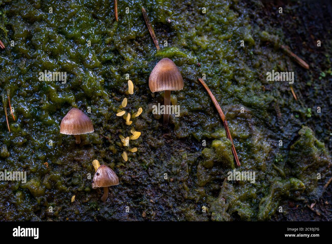 Mycena viscosa Banque de photographies et d’images à haute résolution ...