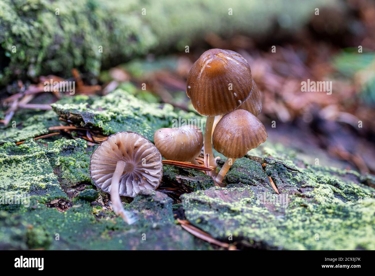 Mycena viscosa Banque de photographies et d’images à haute résolution ...