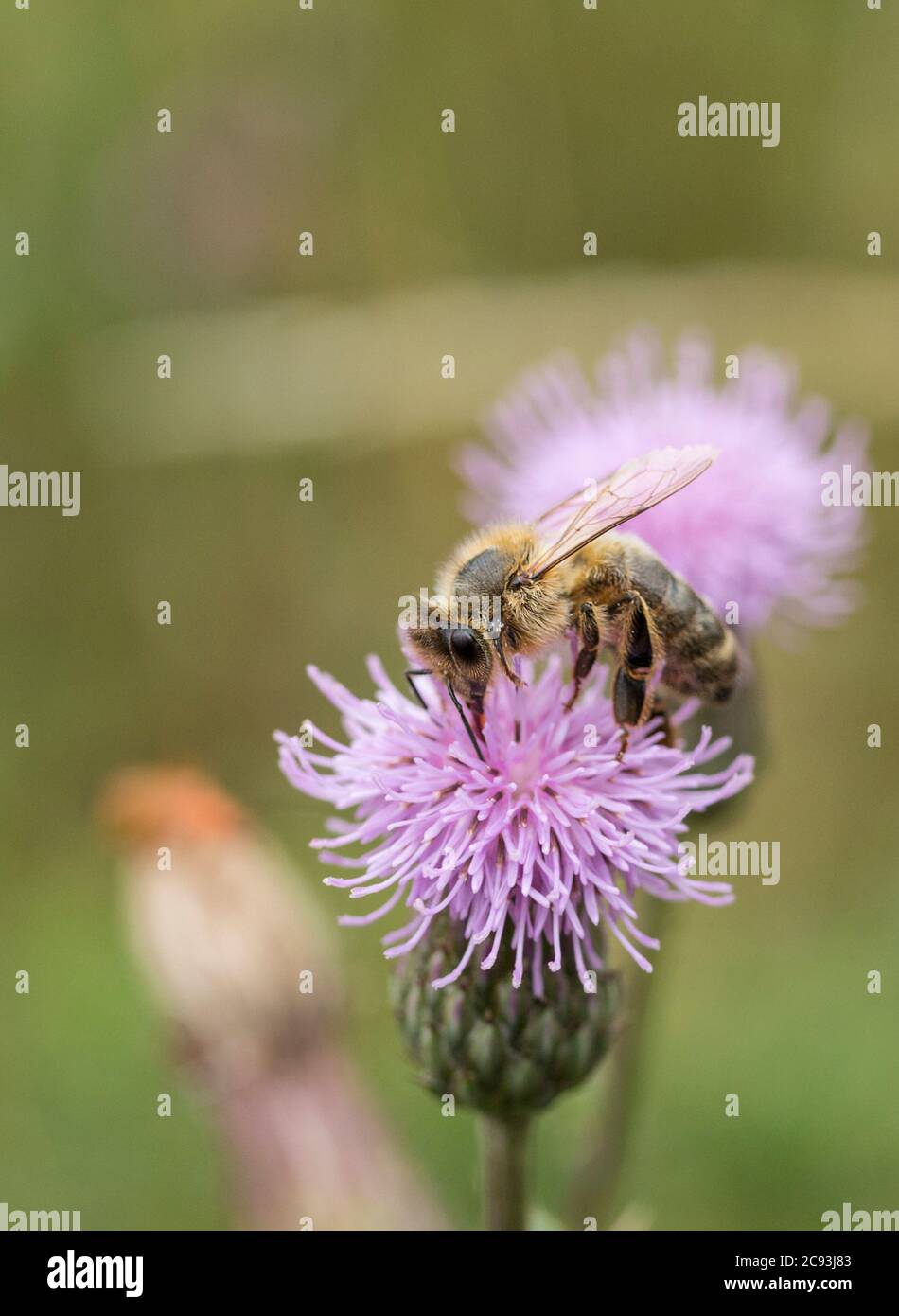 Abeille noire sur fleur violette Banque de photographies et d’images à ...