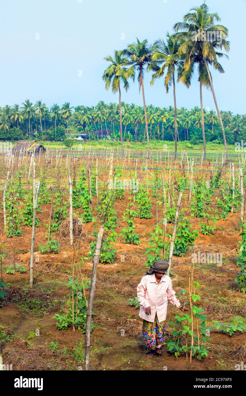 Agriculteur de culture Banque de photographies et d’images à haute ...