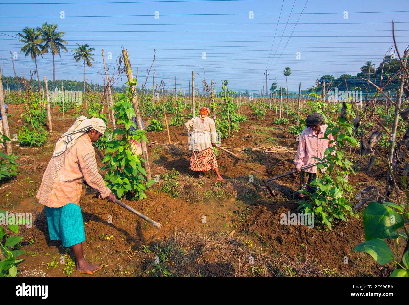 L'agriculture indienne du Kerala,agriculture,rizière palakad,indian ...