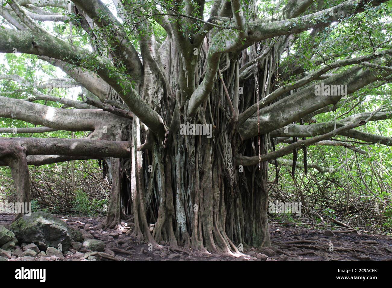 Un grand ficus de figue étrangleur Banque de photographies et d’images ...