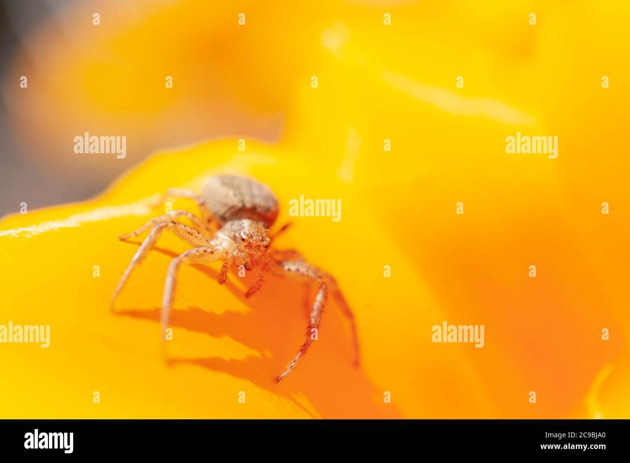 Araignée avec des taches jaunes Banque de photographies et d’images à ...