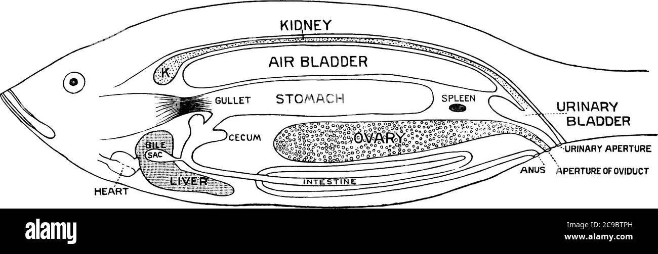 La perchaude est un poisson d'eau douce avec une nageoire dorsale à ...