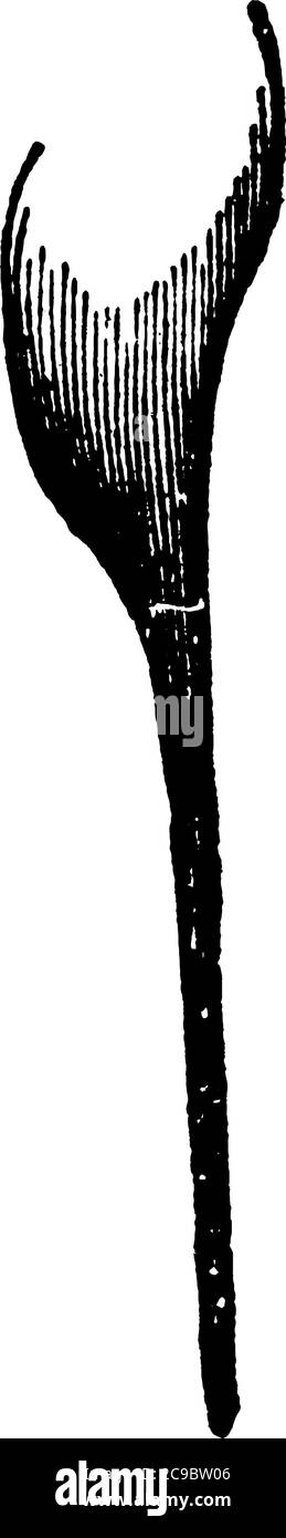 Insecte avec dard Banque d'images vectorielles - Alamy