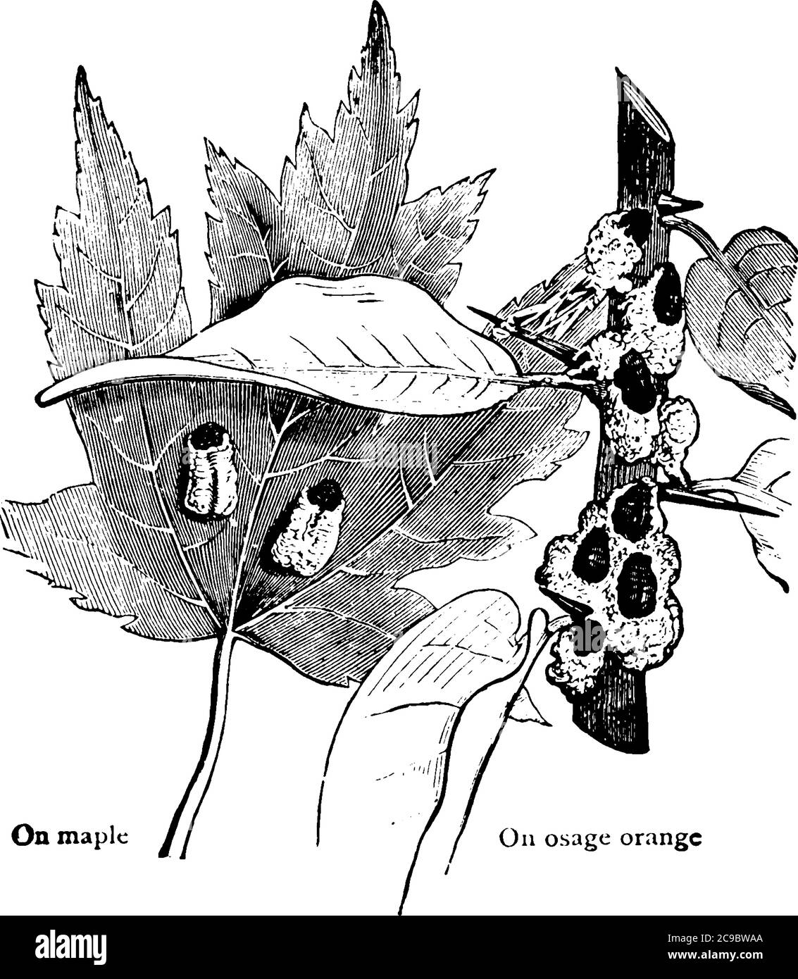 L'écaille est un insecte qui a un corps recouvert d'une enveloppe ...