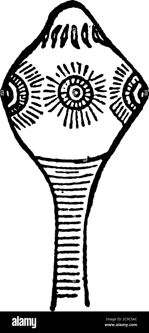 Un ver intestinal, Tænia solium, en forme de quelque peu ressemblant à ...