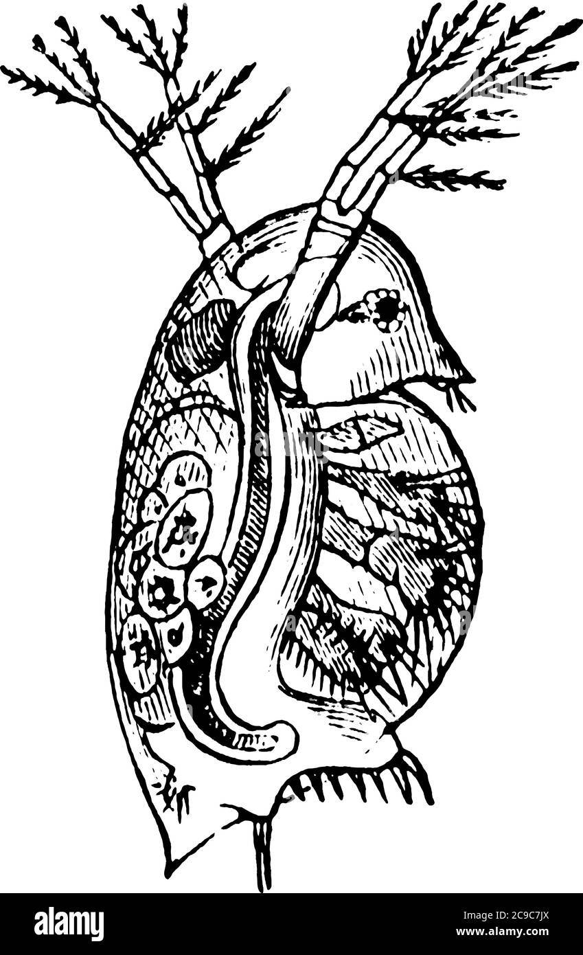 Les puces d'eau sont un ordre de petits crustacés, dessin de ligne ...