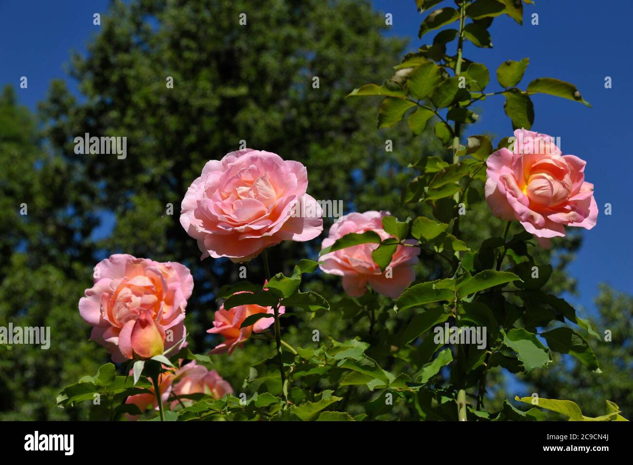 Roses françaises Banque de photographies et d’images à haute résolution ...