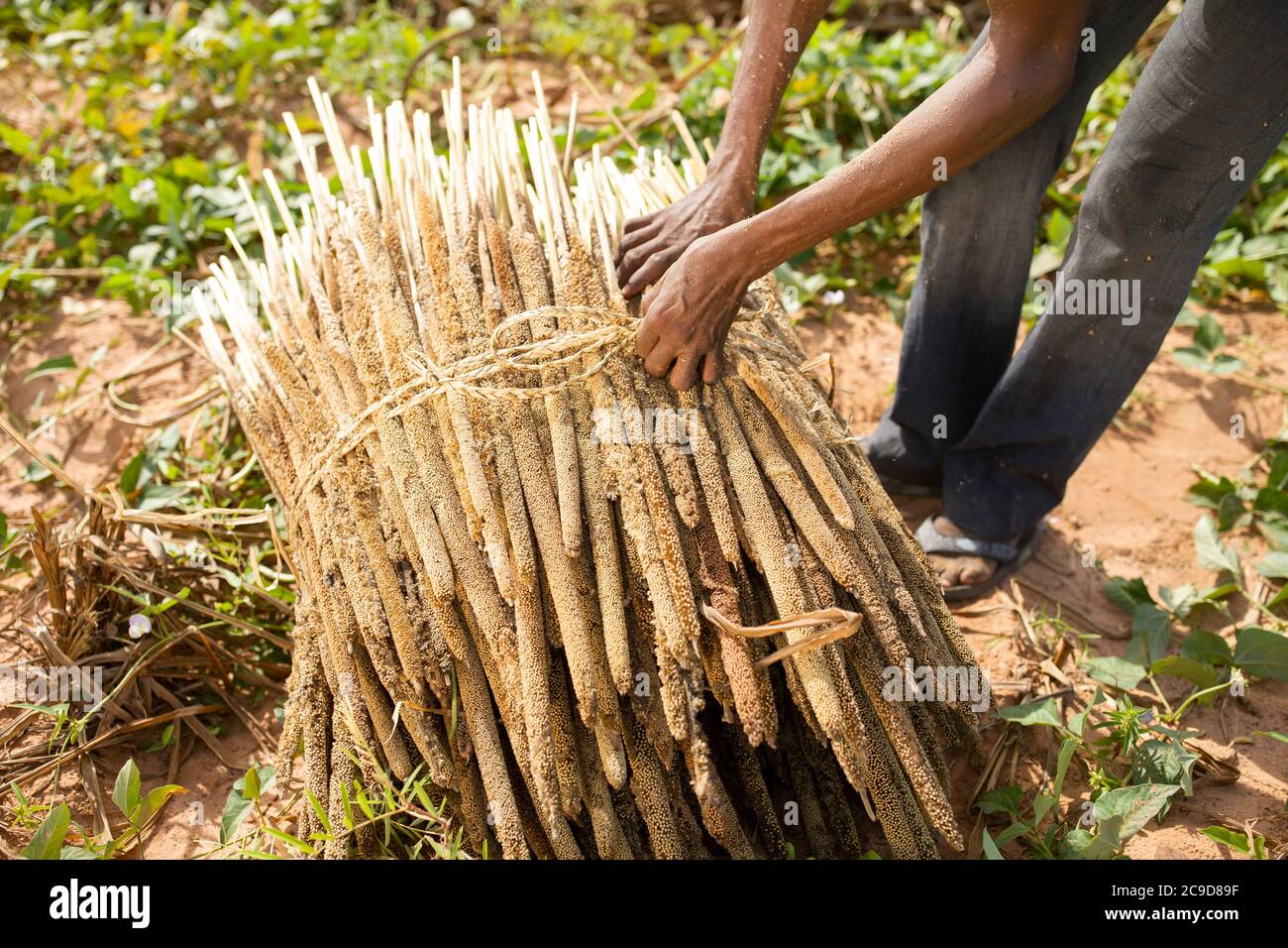 Un fermier de mil rassemble des tiges fraîchement récoltées de mil sur ...
