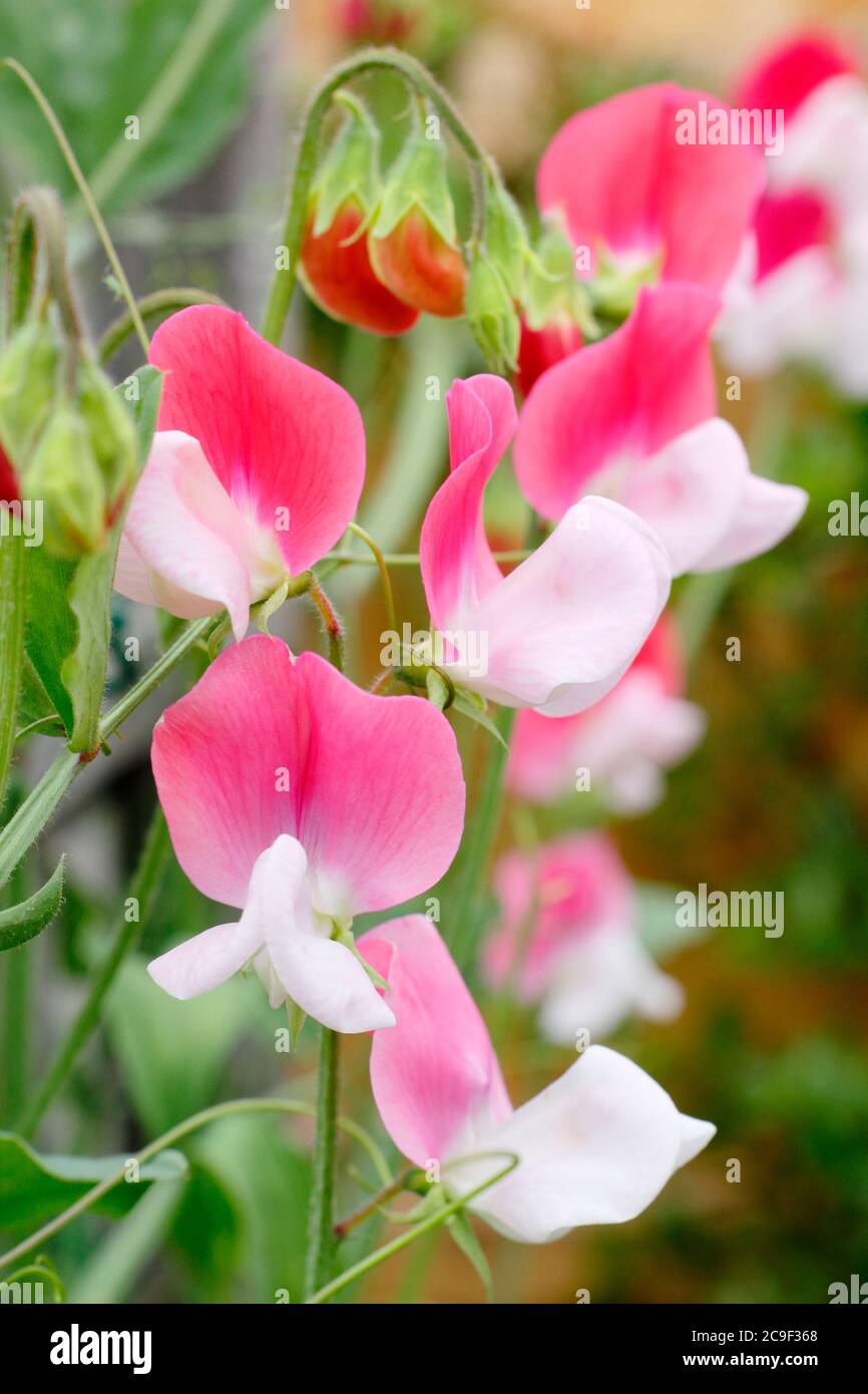 Lathyrus odoratus petit chaperon rouge Banque de photographies et d ...