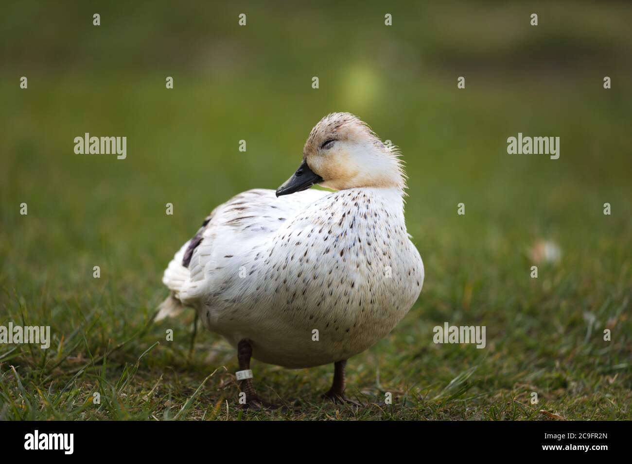 Canards colvert hybrides Banque de photographies et d’images à haute ...