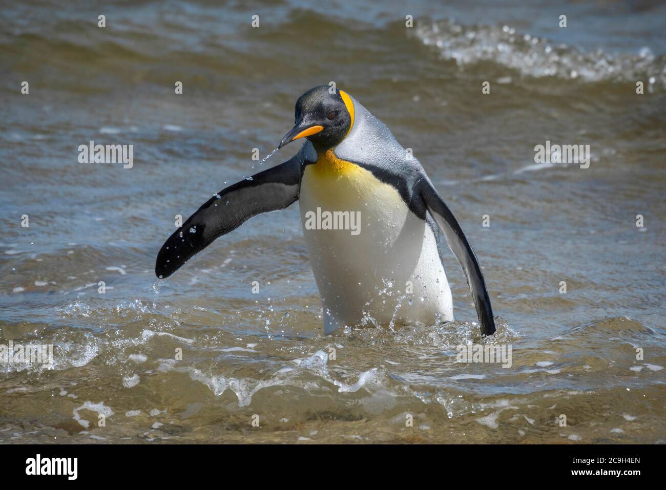 King penguin aptenodytes patagonicus se baigne à la plage Banque de ...