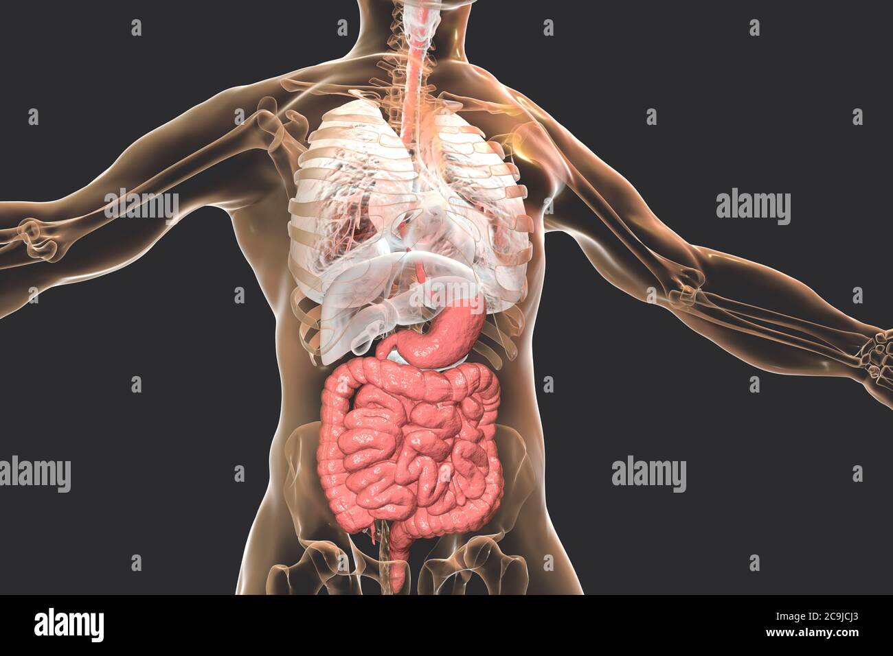 Anatomie du corps humain avec système digestif mis en évidence ...