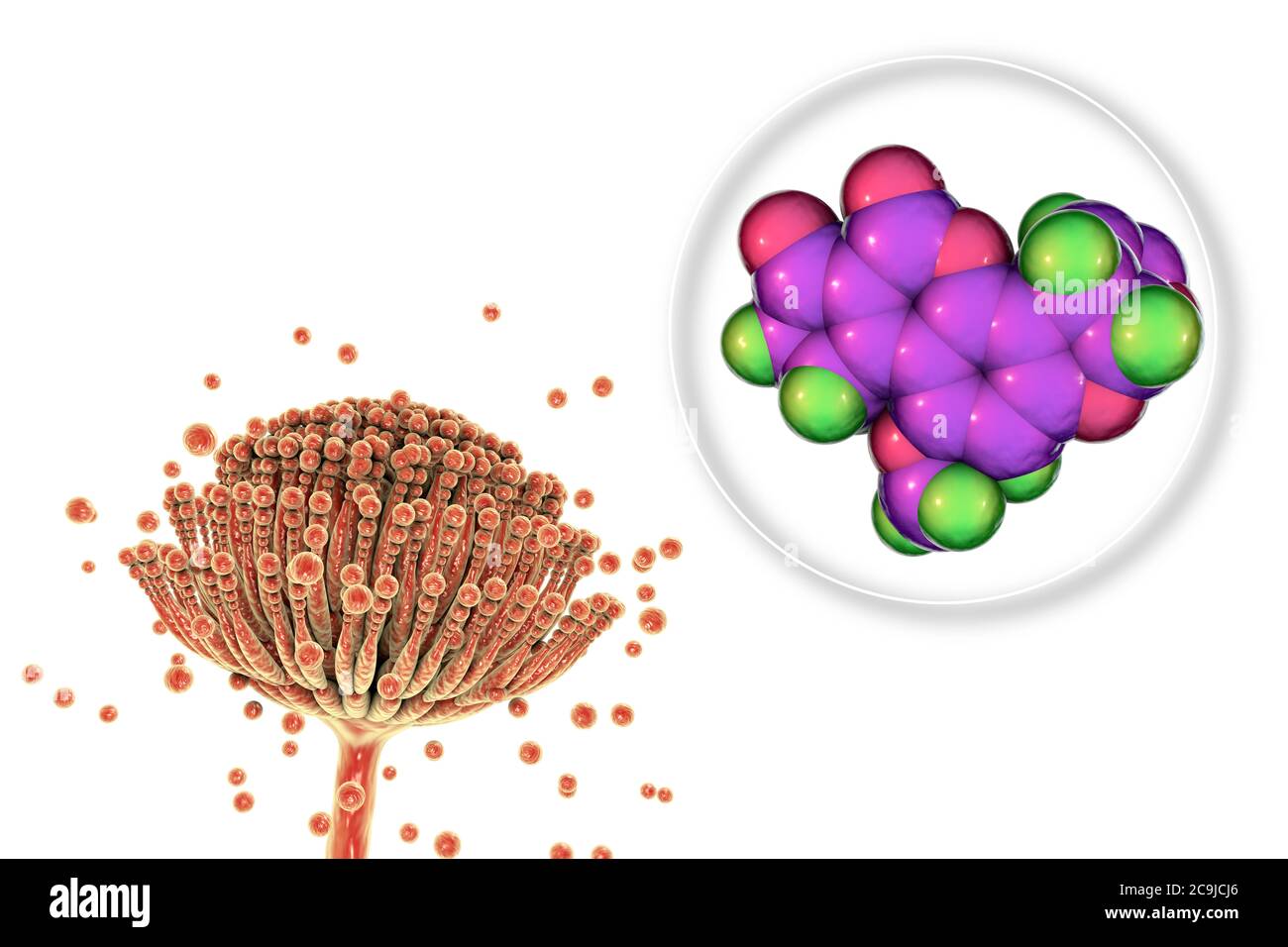 Aflatoxine B1, modèle moléculaire et vue rapprochée du champignon ...