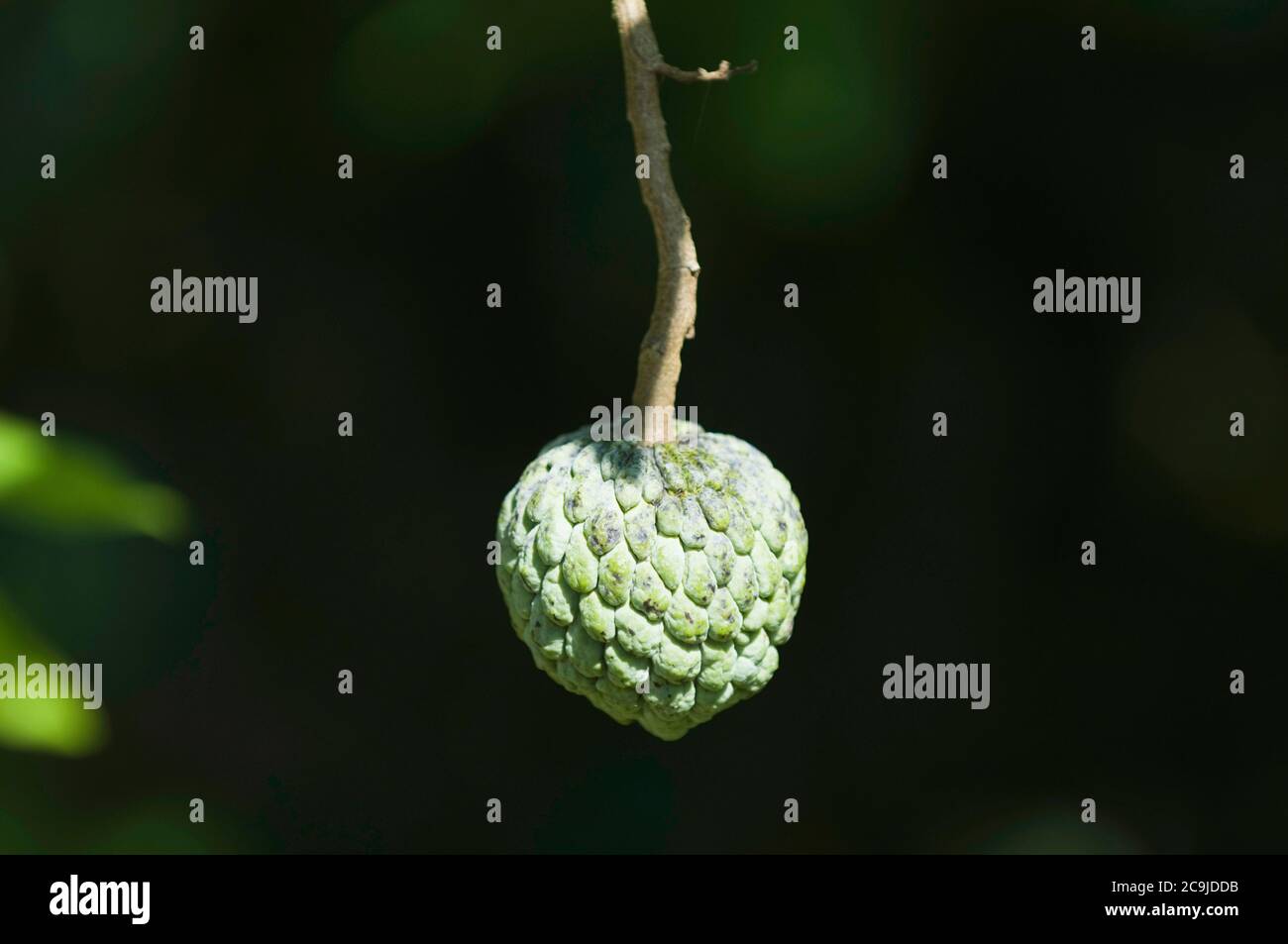 Plant de pomme de sucre Banque de photographies et d’images à haute ...
