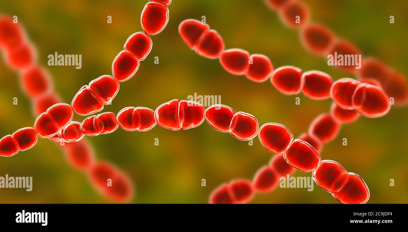 Streptococcus viridans Banque de photographies et d’images à haute ...