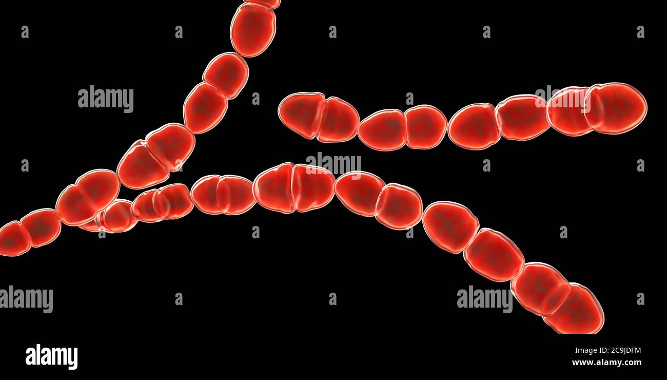 Streptococcus viridans Banque de photographies et d’images à haute ...