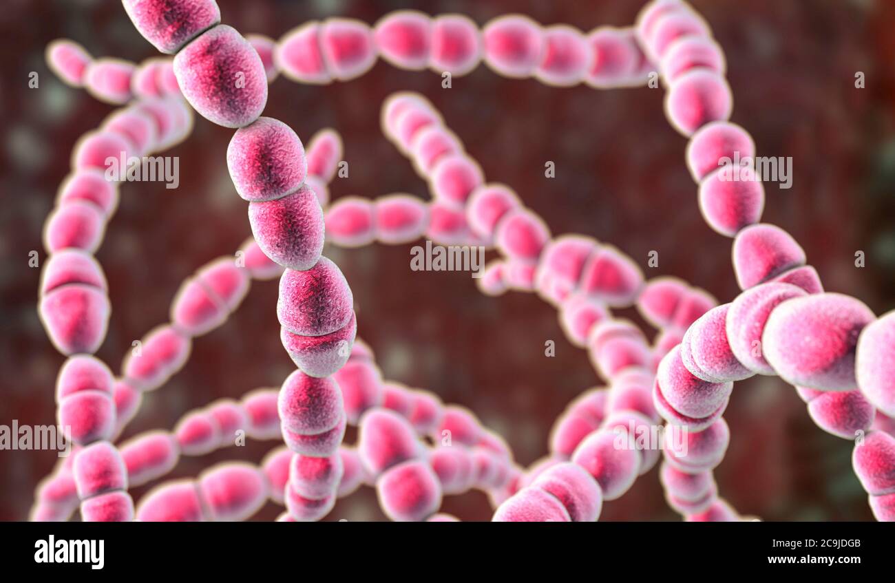 Streptococcus viridans Banque de photographies et d’images à haute ...
