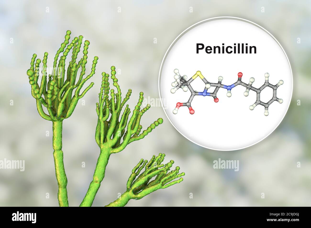 Penicillium champignon et molécule de pénicilline antibiotique ...