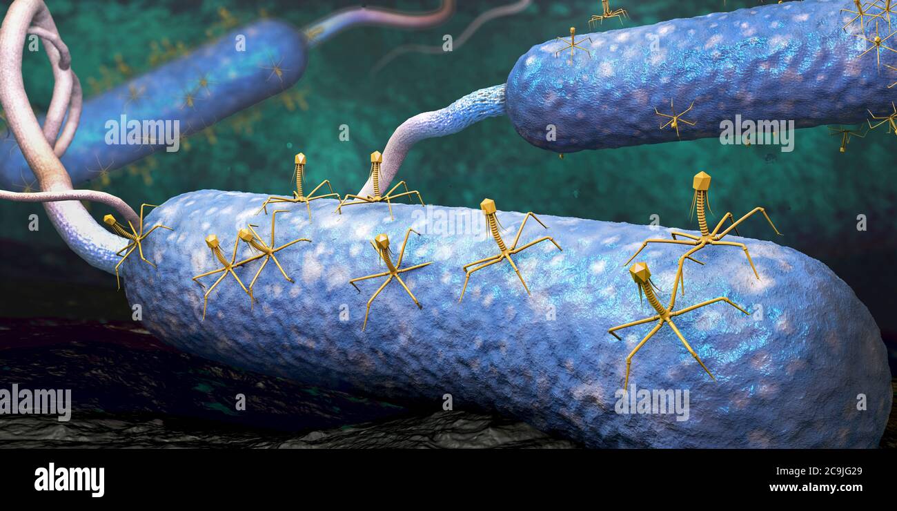 Bactériophages infectant les bactéries Banque de photographies et d ...