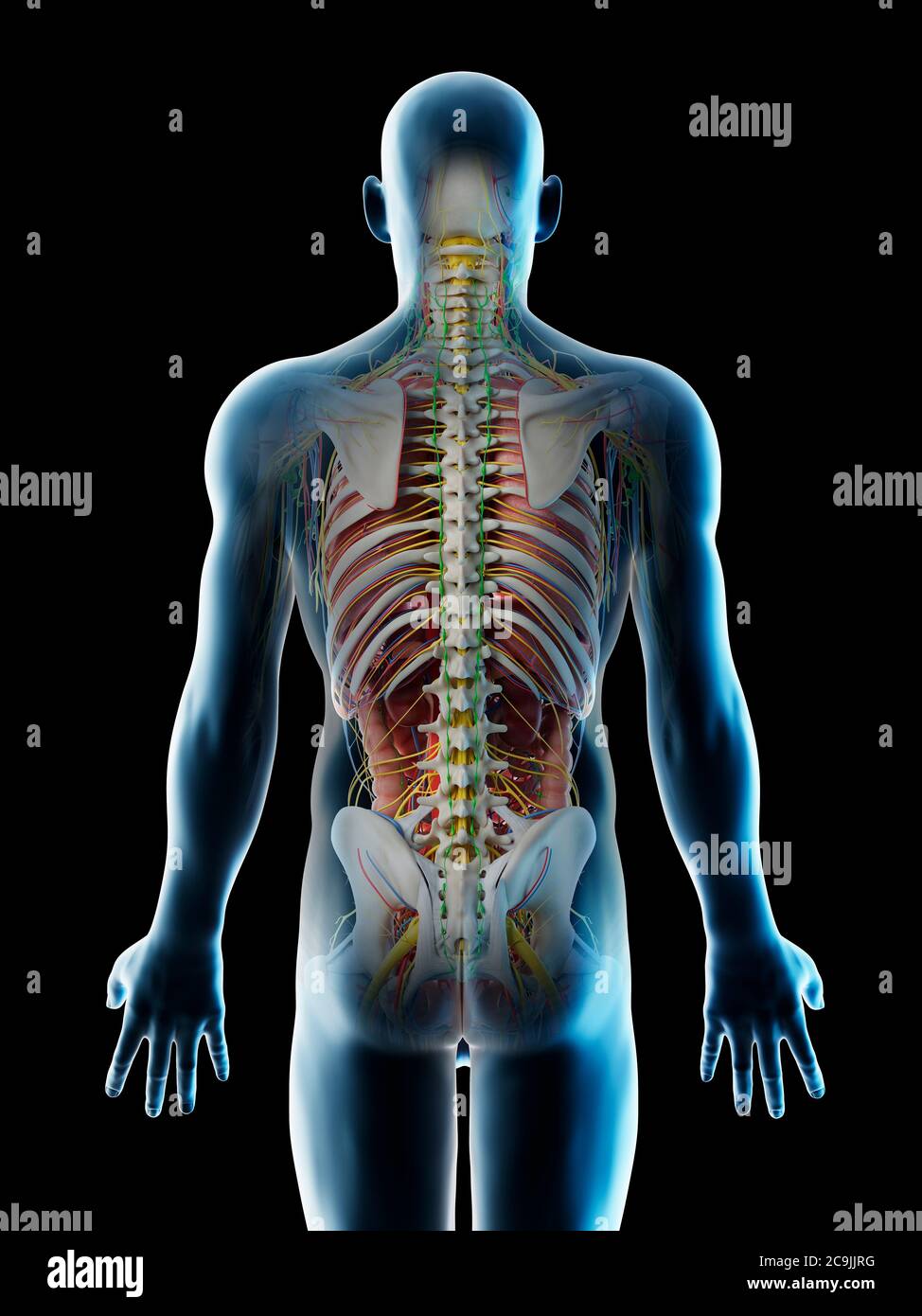 Anatomie du dos masculin Banque de photographies et d’images à haute ...