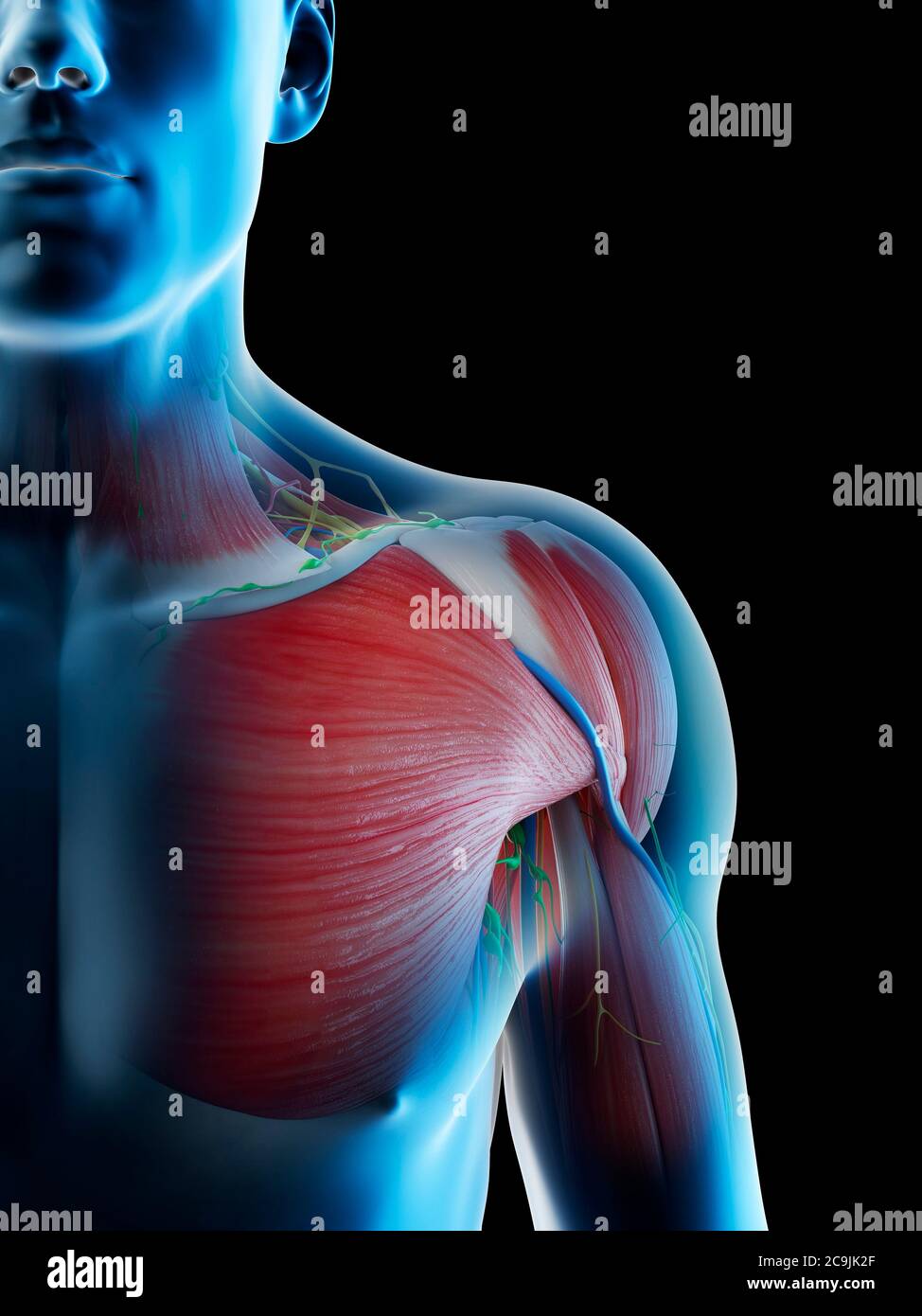 Anatomie de l'épaule mâle, illustration de l'ordinateur Photo Stock - Alamy