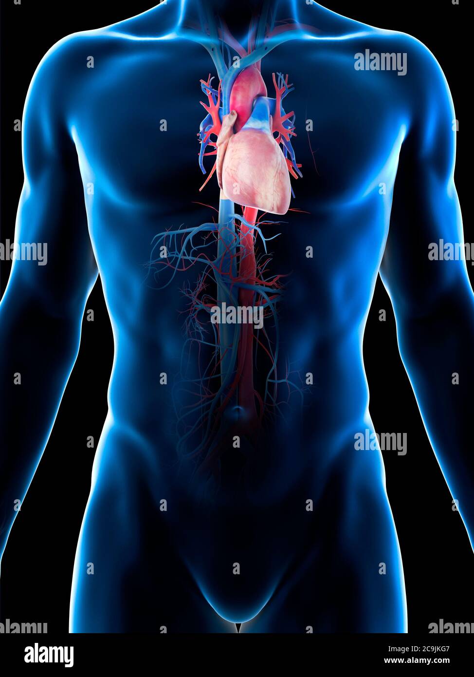 Anatomie cardiaque, illustration informatique Photo Stock - Alamy
