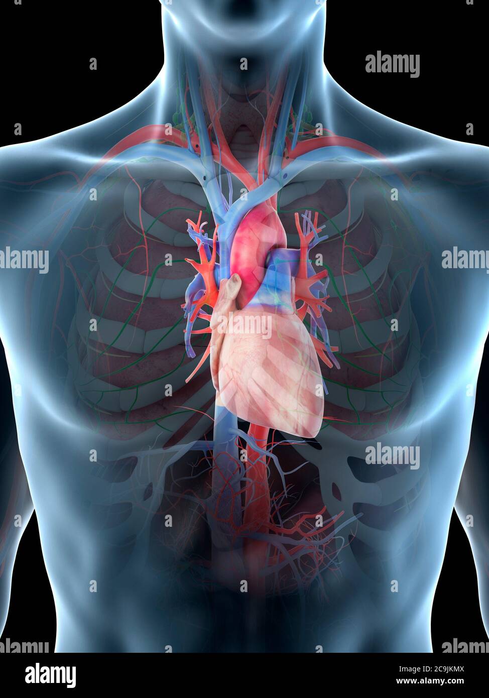 Anatomie cardiaque, illustration informatique Photo Stock - Alamy