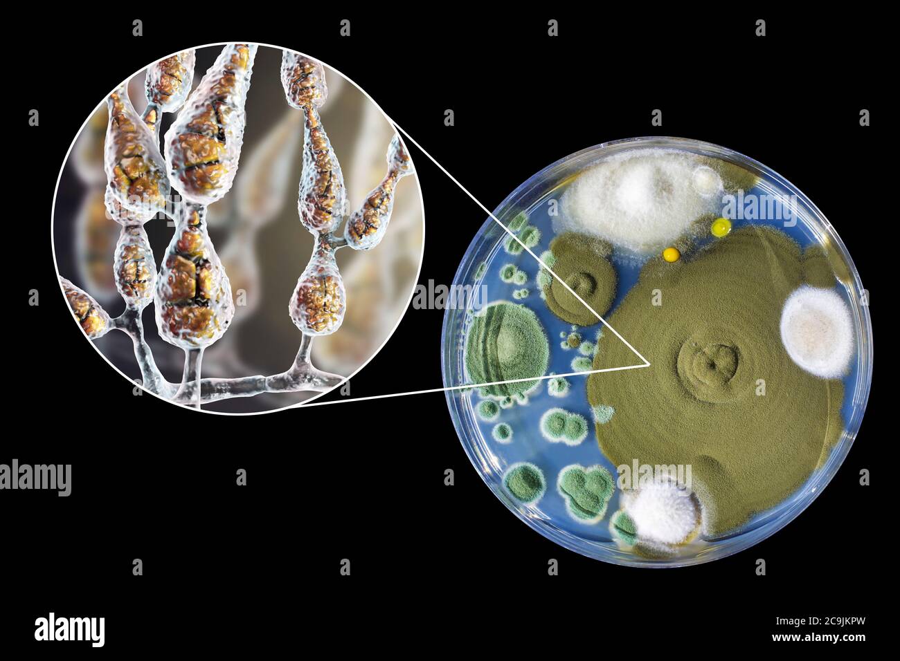 Champignon allergène filamenteux Alternaria alternata, illustration ...