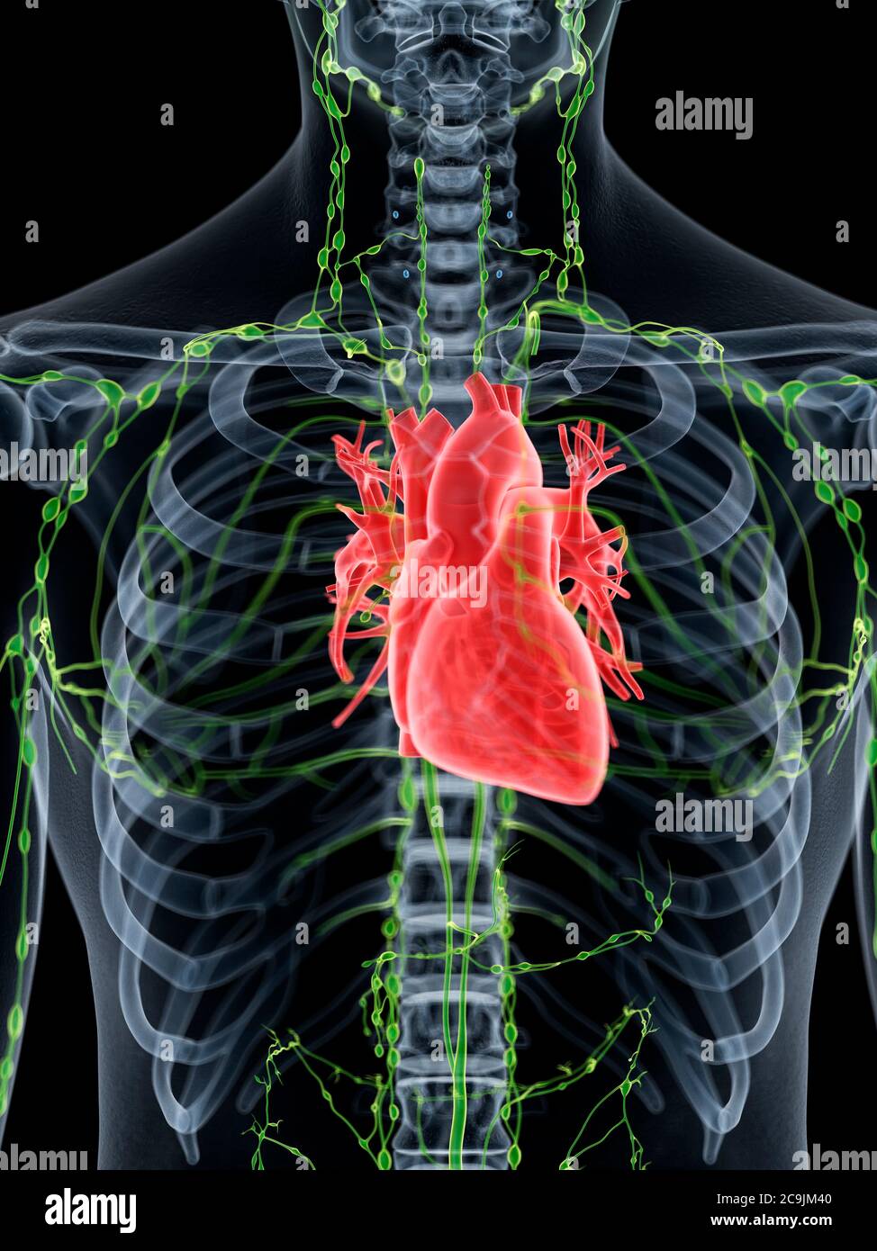 Anatomie cardiaque, illustration informatique Photo Stock - Alamy