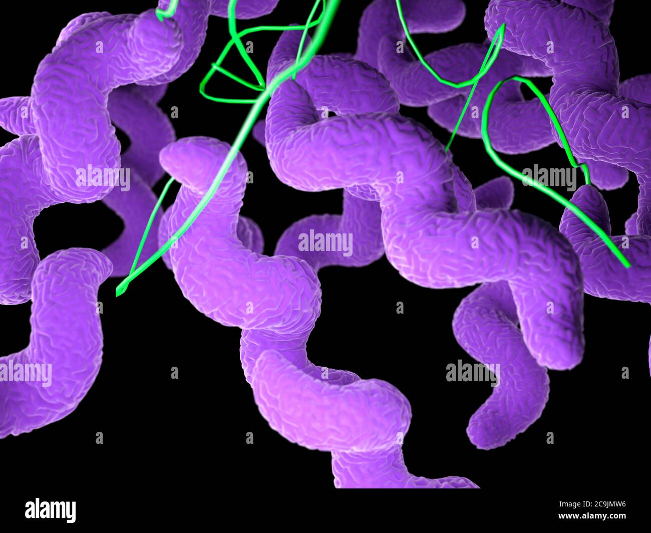 Campylobacter jejuni Banque de photographies et d’images à haute ...