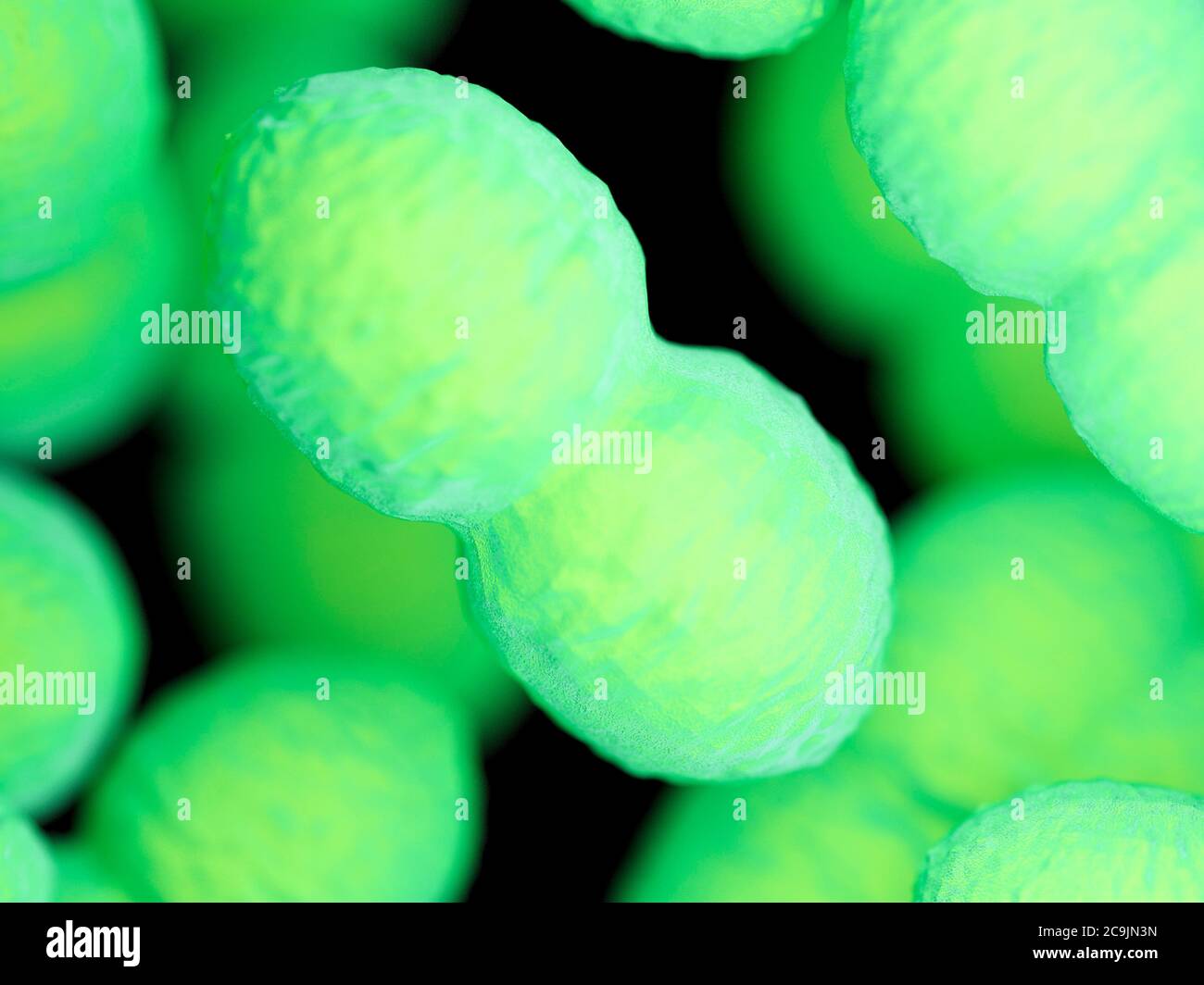 Bactérie enterococcus faecalis Banque de photographies et d’images à ...