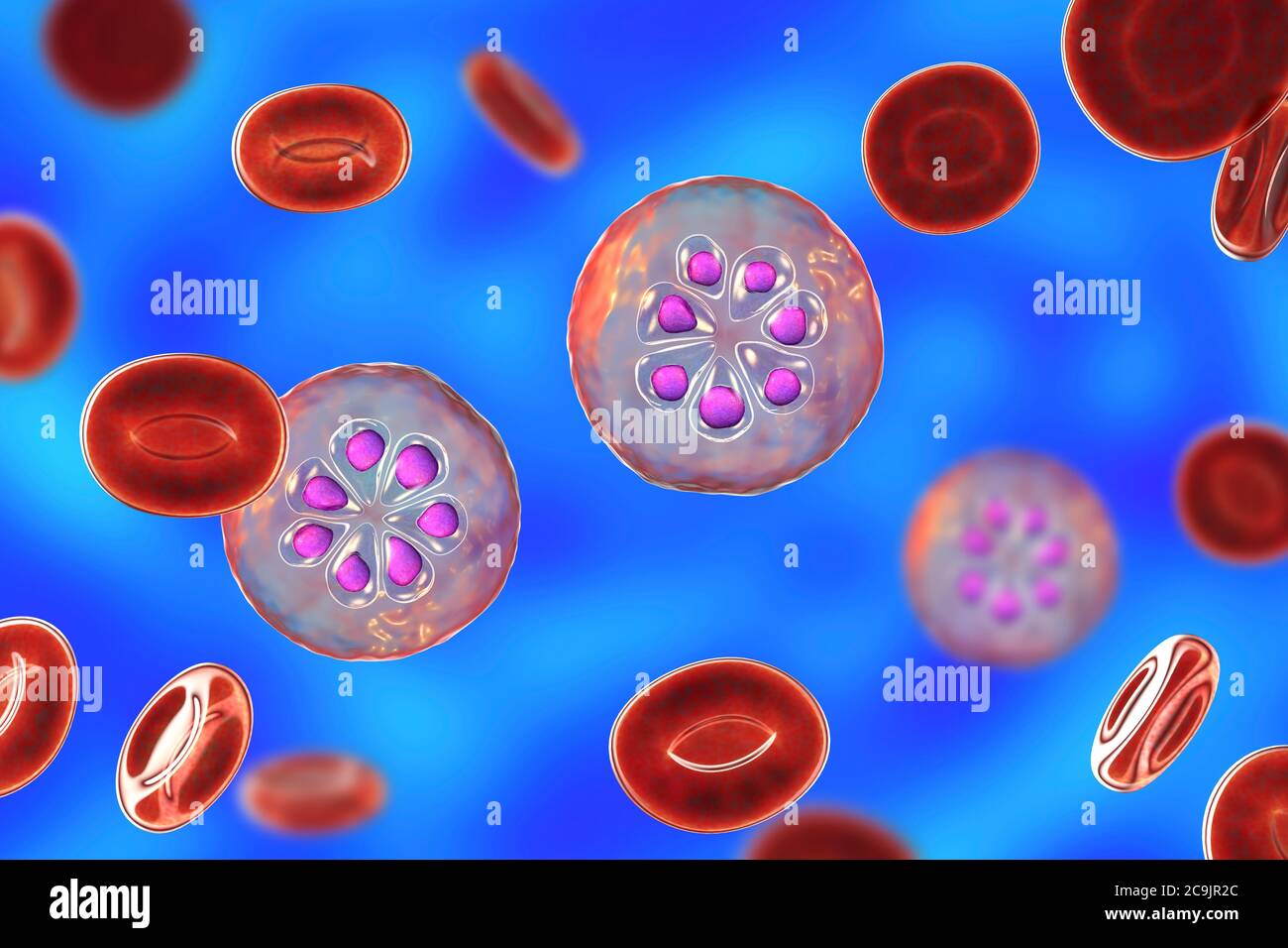 Plasmodium malariae trophozoite Banque de photographies et d’images à ...