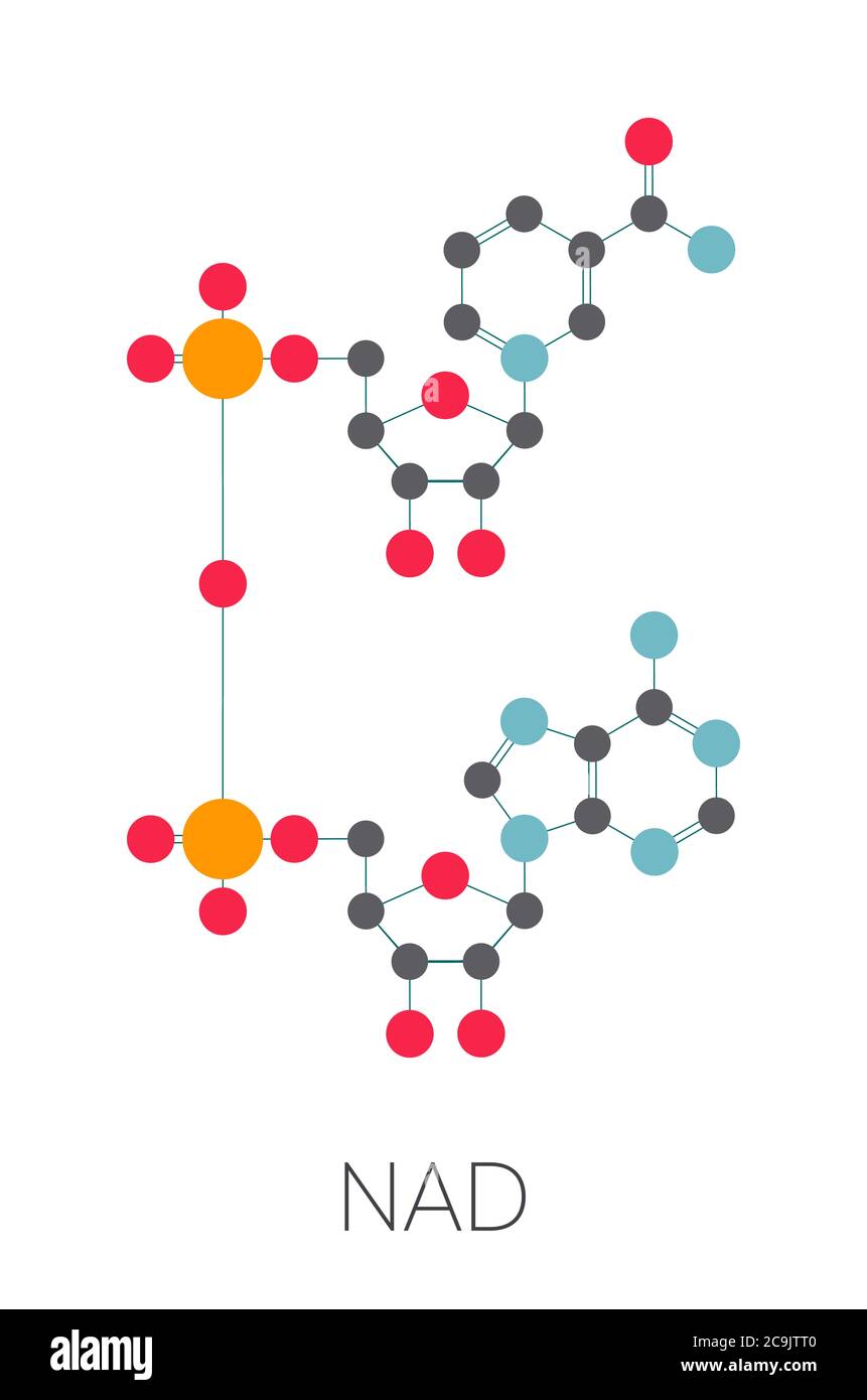 Molécule de coenzyme nicotinamide adénine dinucléotide (NAD+). Coenzyme ...