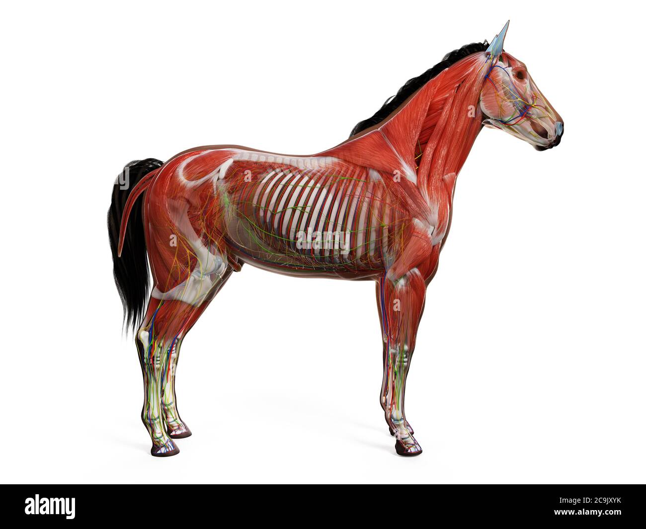 Anatomie du cheval, illustration de l'ordinateur Photo Stock - Alamy