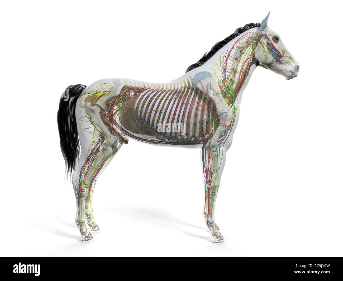 Anatomie colone vertebrale Banque d'images détourées - Alamy