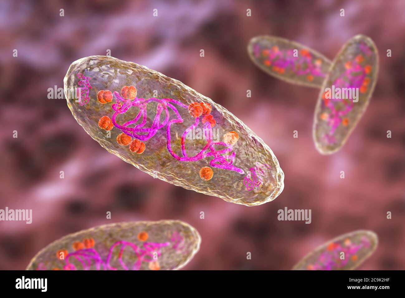 Bactérie de la peste (Yersinia pestis), illustration informatique. Y ... Bactérie de la peste (Yersinia pestis), illustration informatique. Y ...