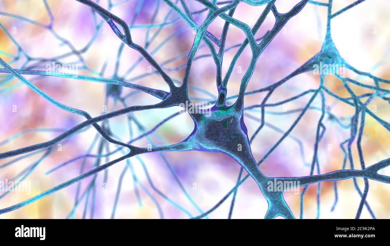 Neurones pyramidaux du cortex cérébral humain, illustration ...